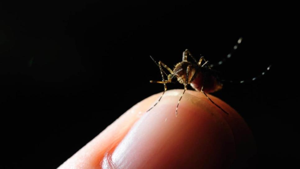 ¿Sabes diferenciar entre el mosco aedes aegypti y culex? | Luz Noticias