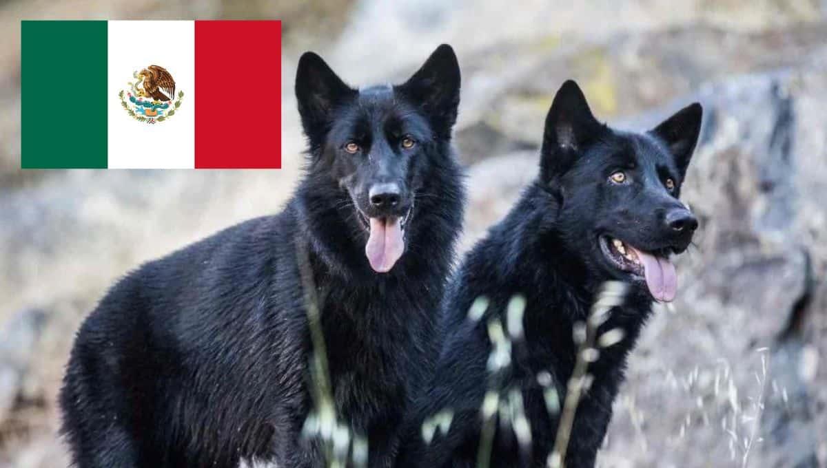 Conoce al calupoh, el perro-lobo mexicano | Luz Noticias