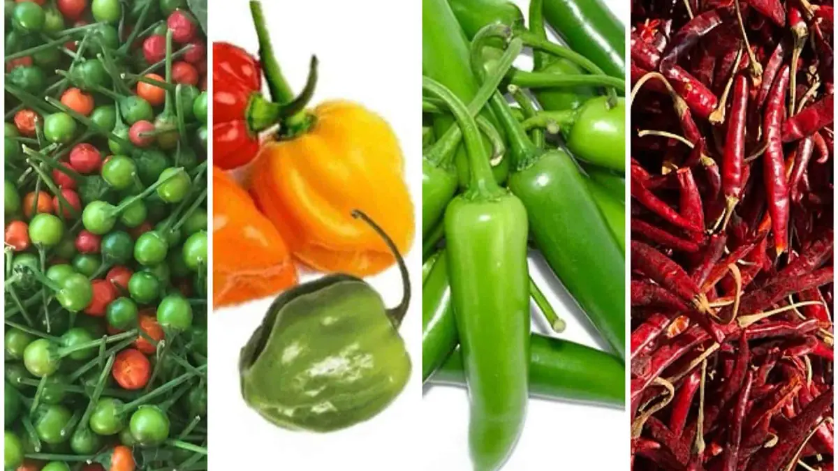¿Te gusta el picante? Conoce el Top 5 de los chiles más picosos de ...
